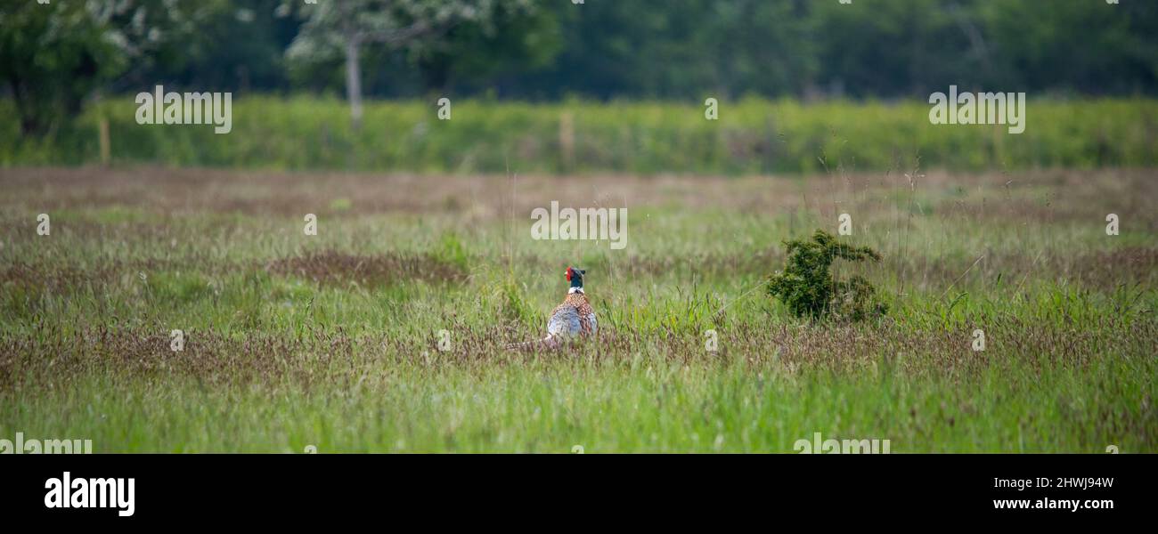 Pheasant in a field Stock Photo - Alamy