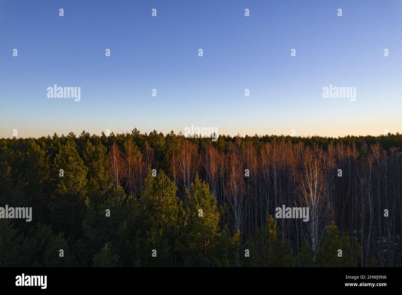 Drone aerial shot of green pine forests and spring birch groves with ...