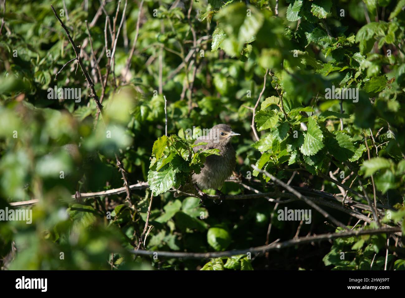 Small young bird in hedge Stock Photo - Alamy