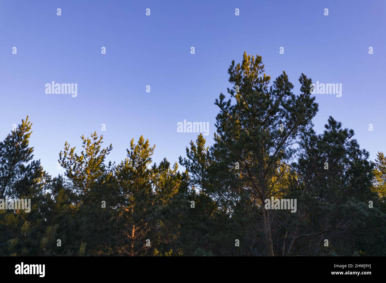 Drone aerial shot of green pine forests and spring birch groves with ...