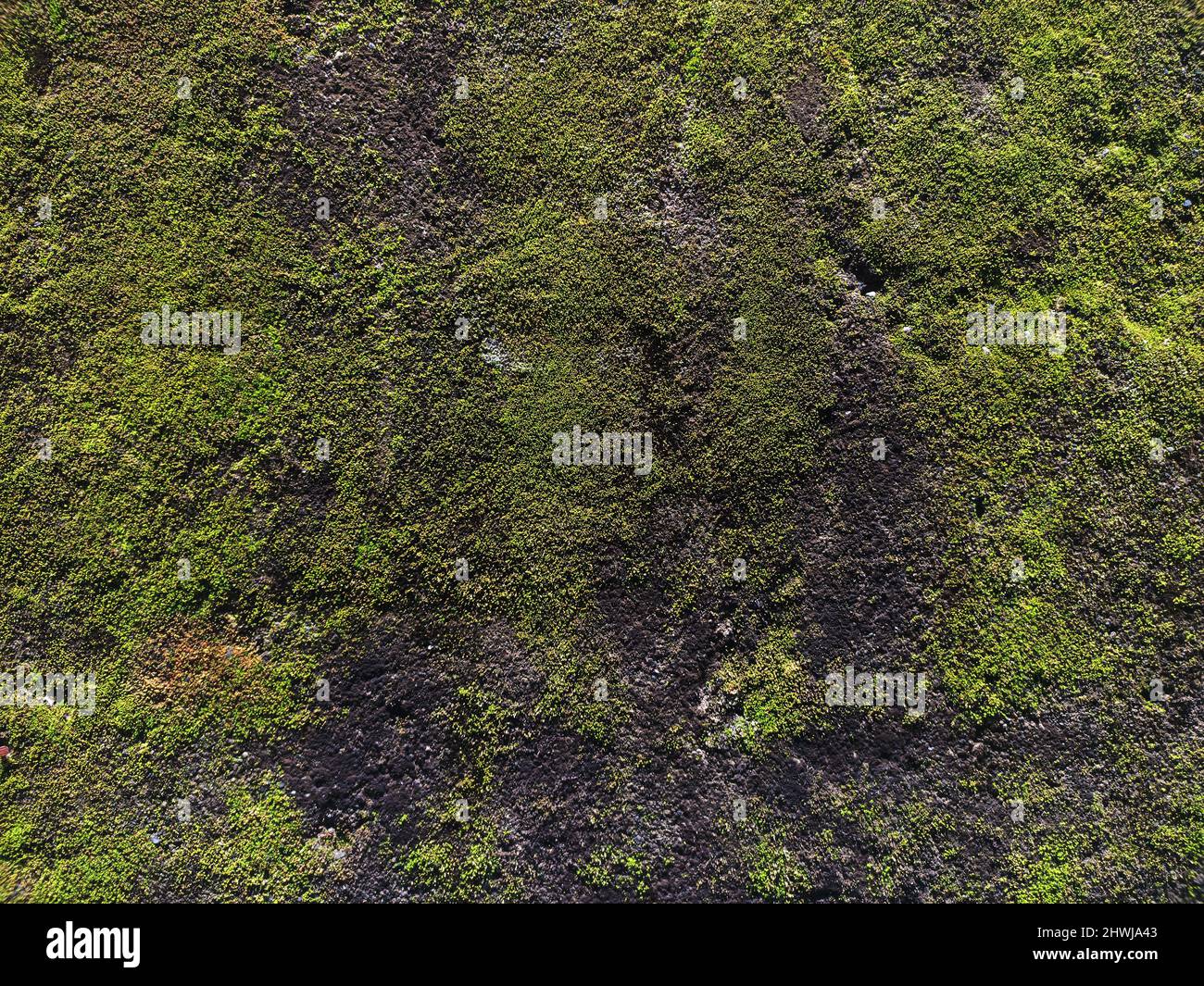 Mosses wall hi-res stock photography and images - Alamy