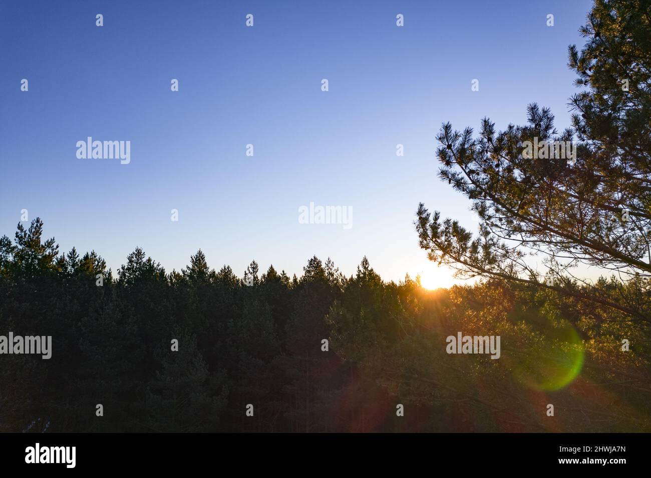 Drone aerial shot of green pine forests and spring birch groves with ...