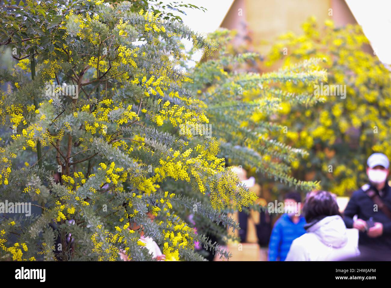 "MIMOSA FESTA 2022" will be held. Mimosa Fair was held at "La ...