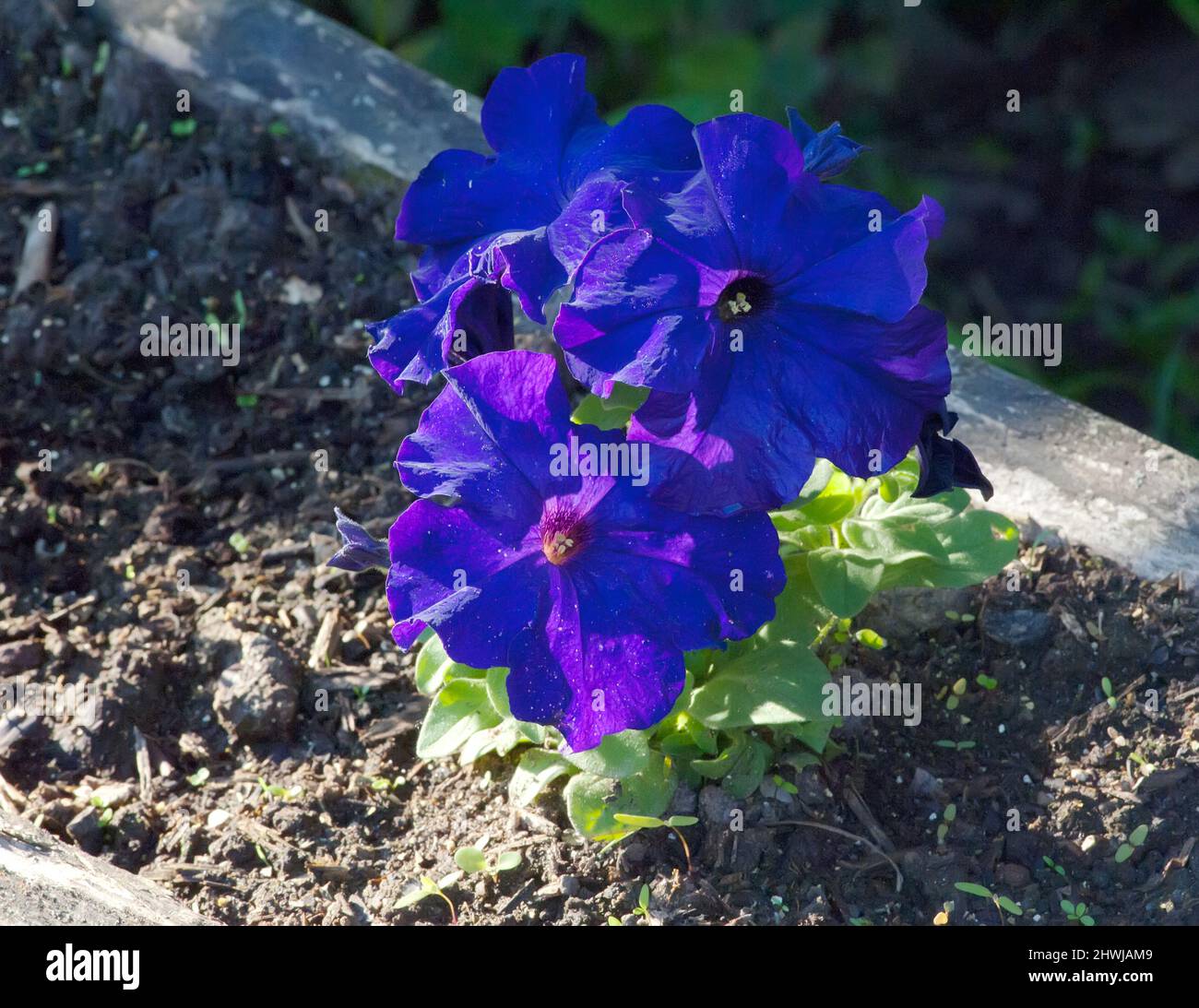 Colorful blue petunias in garden in blossom Stock Photo - Alamy