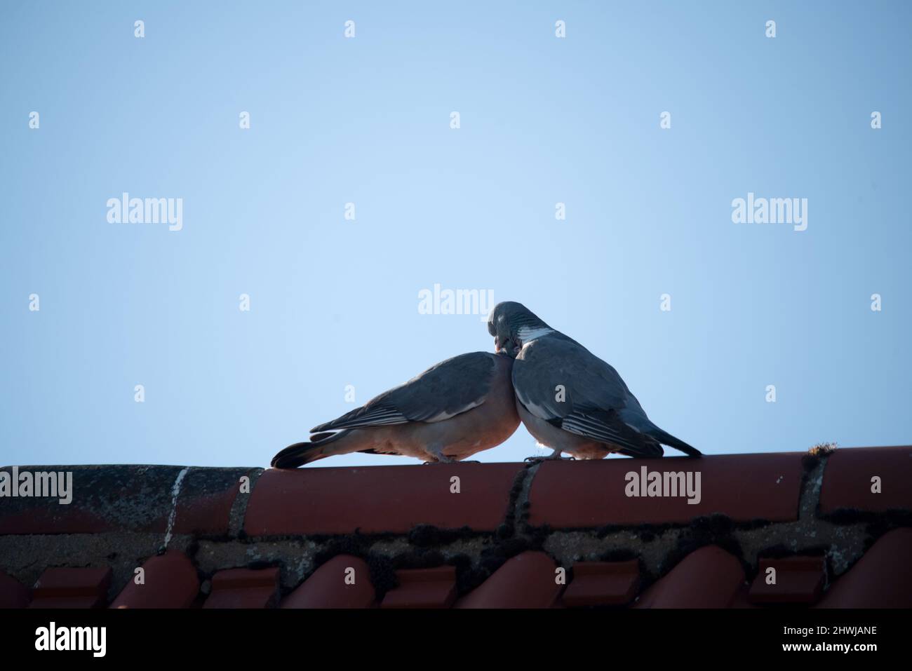 Two pidgeons embracing Stock Photo - Alamy