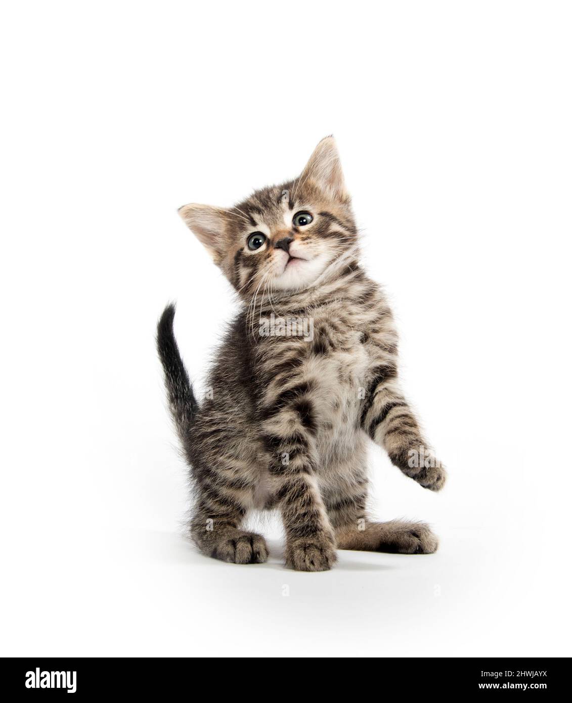 Cute baby tabby kitten isolated on white background Stock Photo - Alamy