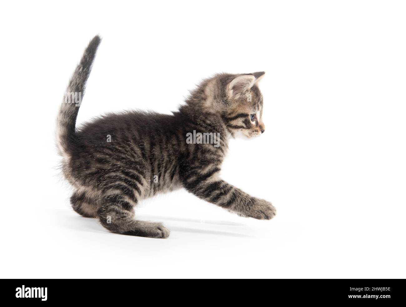 Cute baby tabby kitten isolated on white background Stock Photo - Alamy