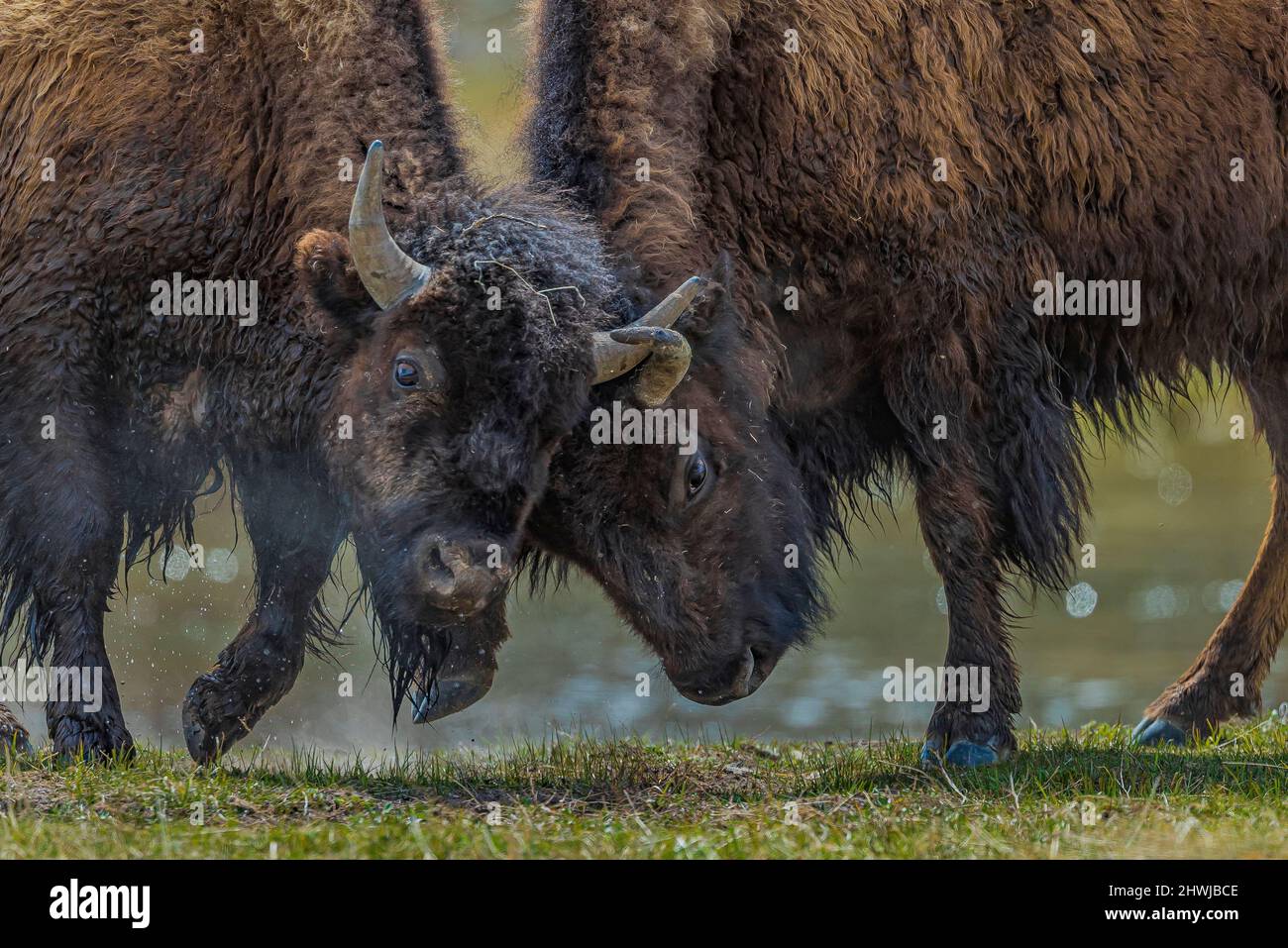 American bison and fighting hi-res stock photography and images - Alamy