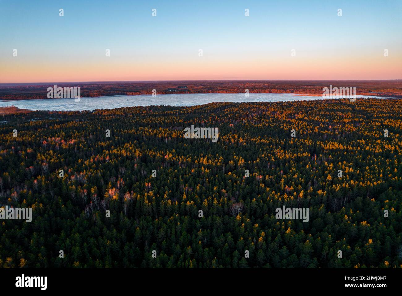 Drone aerial shot of green pine forests and spring birch groves with ...