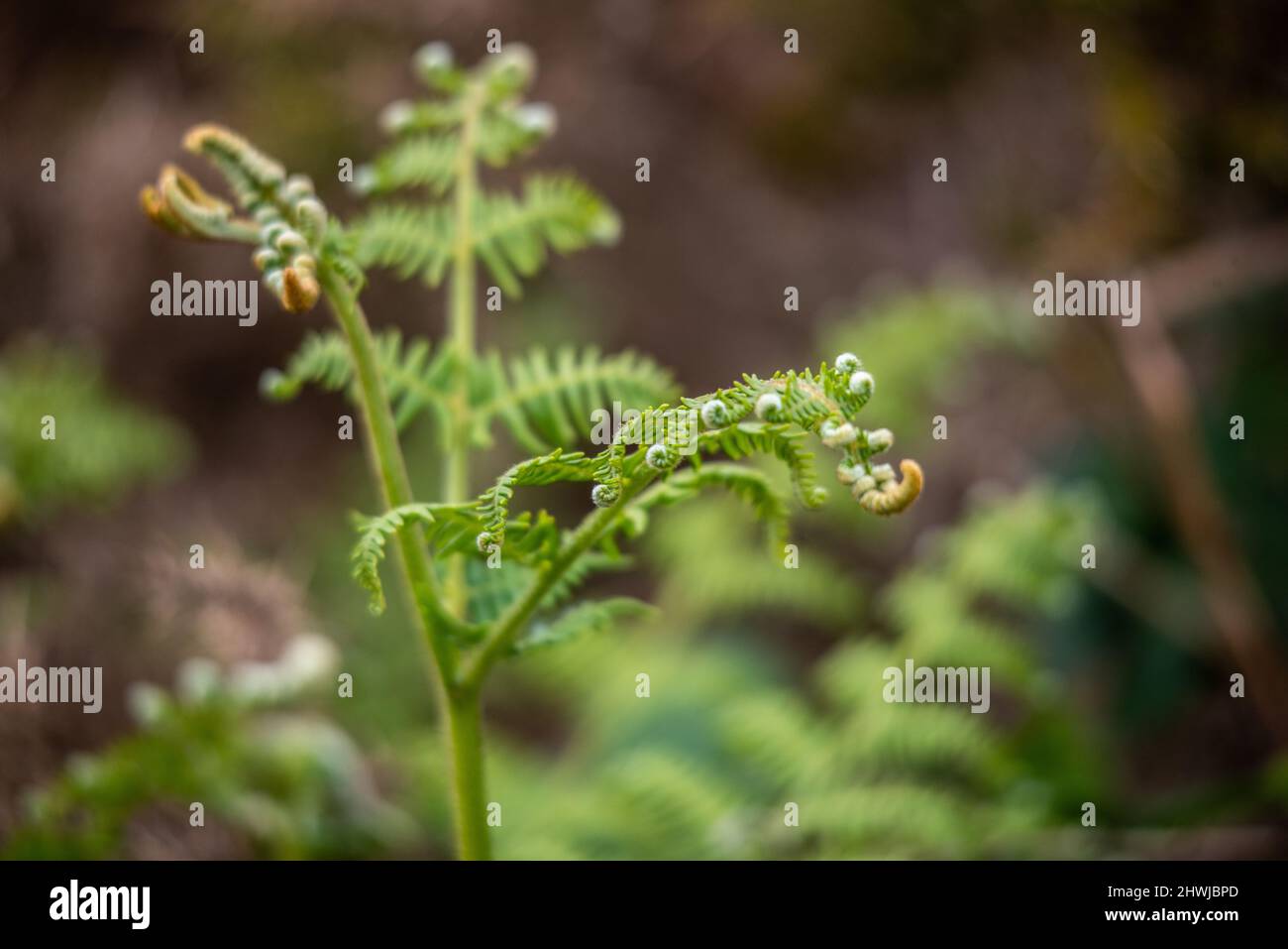 Prehistoric fern hi-res stock photography and images - Alamy