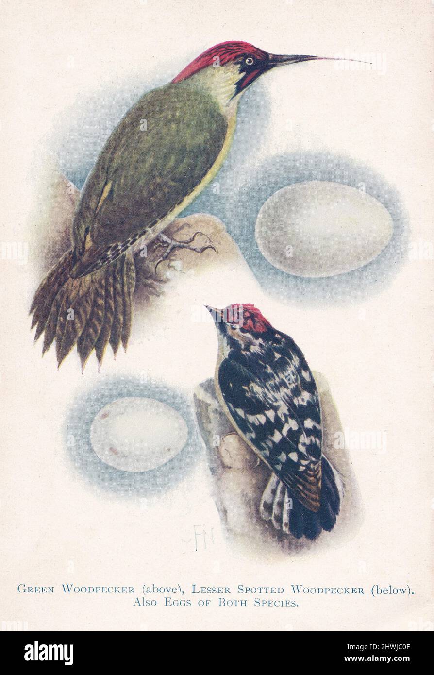 Lesser spotted woodpecker illustration hi-res stock photography and ...