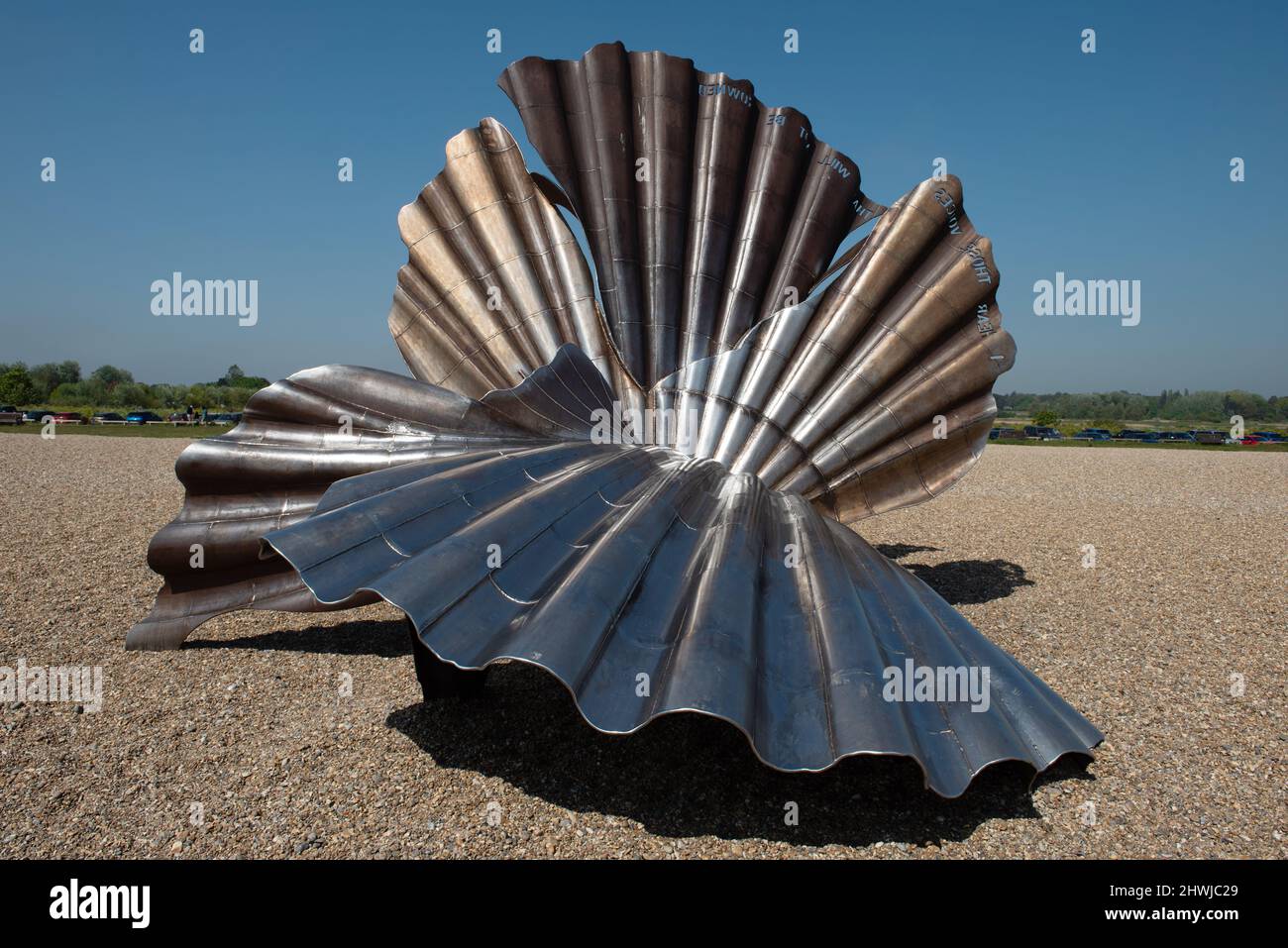 Great scallop shell shell hi-res stock photography and images - Alamy
