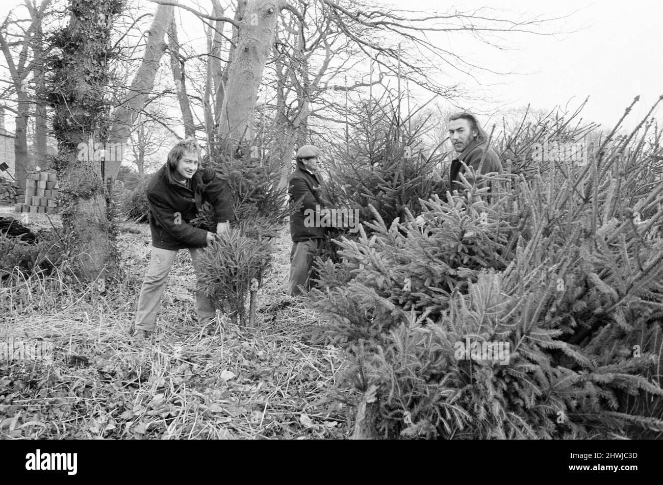 Christmas Trees being harvested, Teesside, December 1972 Stock Photo ...