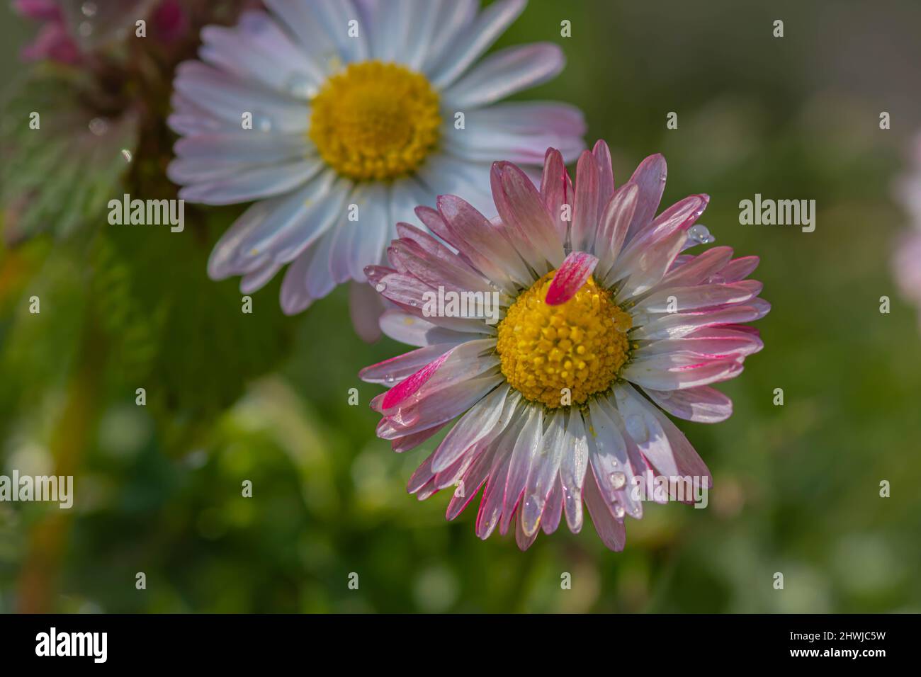 Spring Daisies with bokeh , lens flare and soft focus. Love me, love me not. Beautiful natural ...