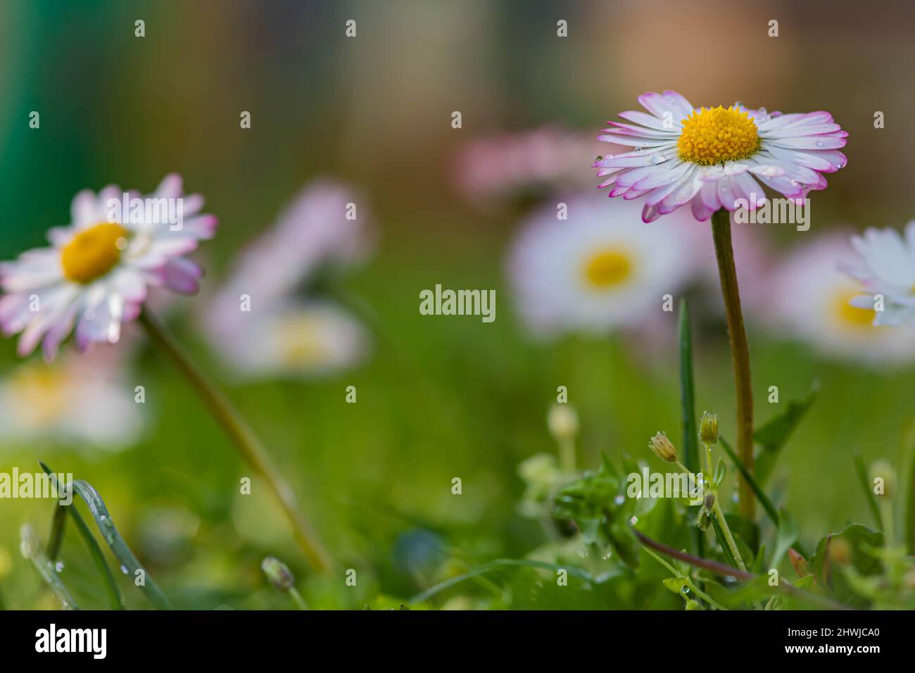 Spring Daisies with bokeh , lens flare and soft focus. Love me, love me ...