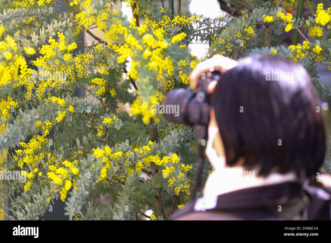 Tokyo, Japan. 06th Mar, 2022. "MIMOSA FESTA 2022" will be held. Mimosa ...