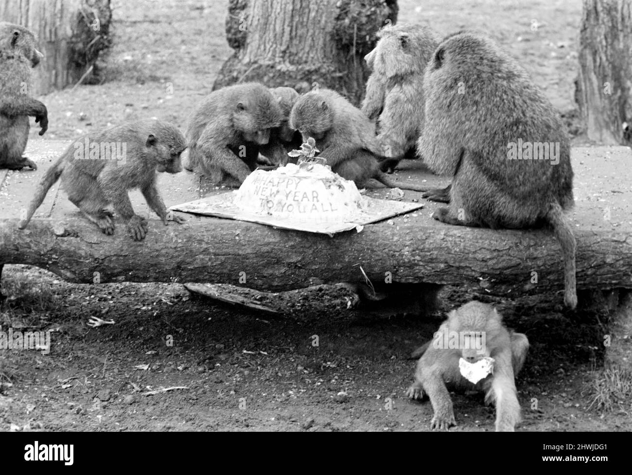 Monkey's Party: Monkeys and baboons Stock Photo - Alamy