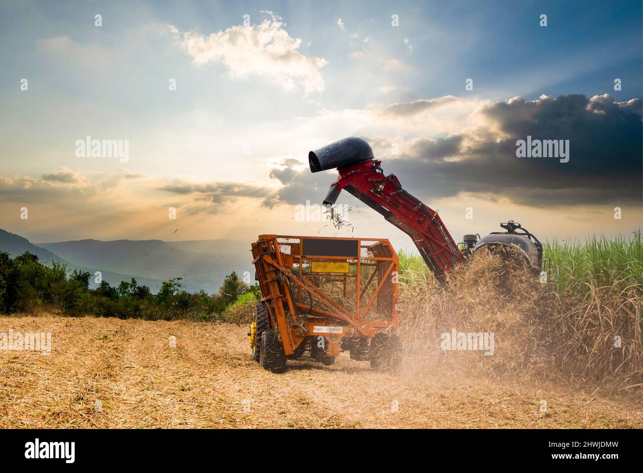 Harvesting machine working in sugar cane field Stock Photo - Alamy