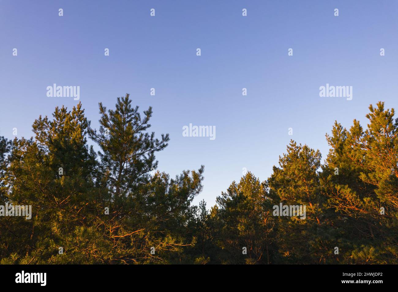 Drone aerial shot of green pine forests and spring birch groves with ...