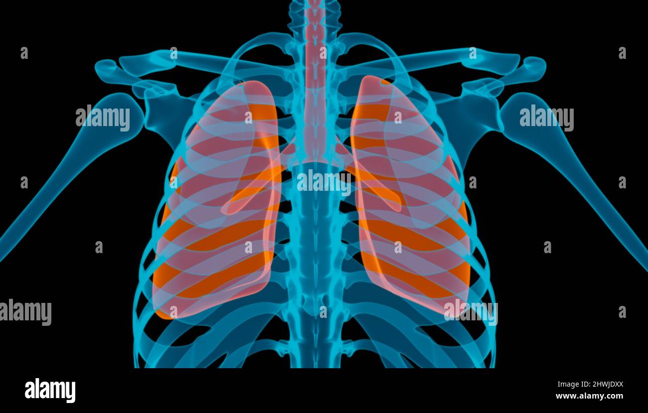 Human skeleton and close up to rib bone with show orange color of lung ...