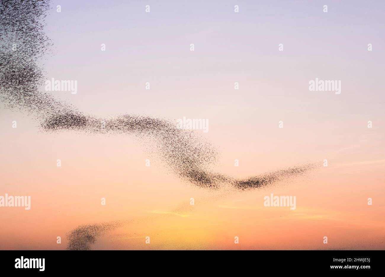 Swarms of bats hi-res stock photography and images - Alamy