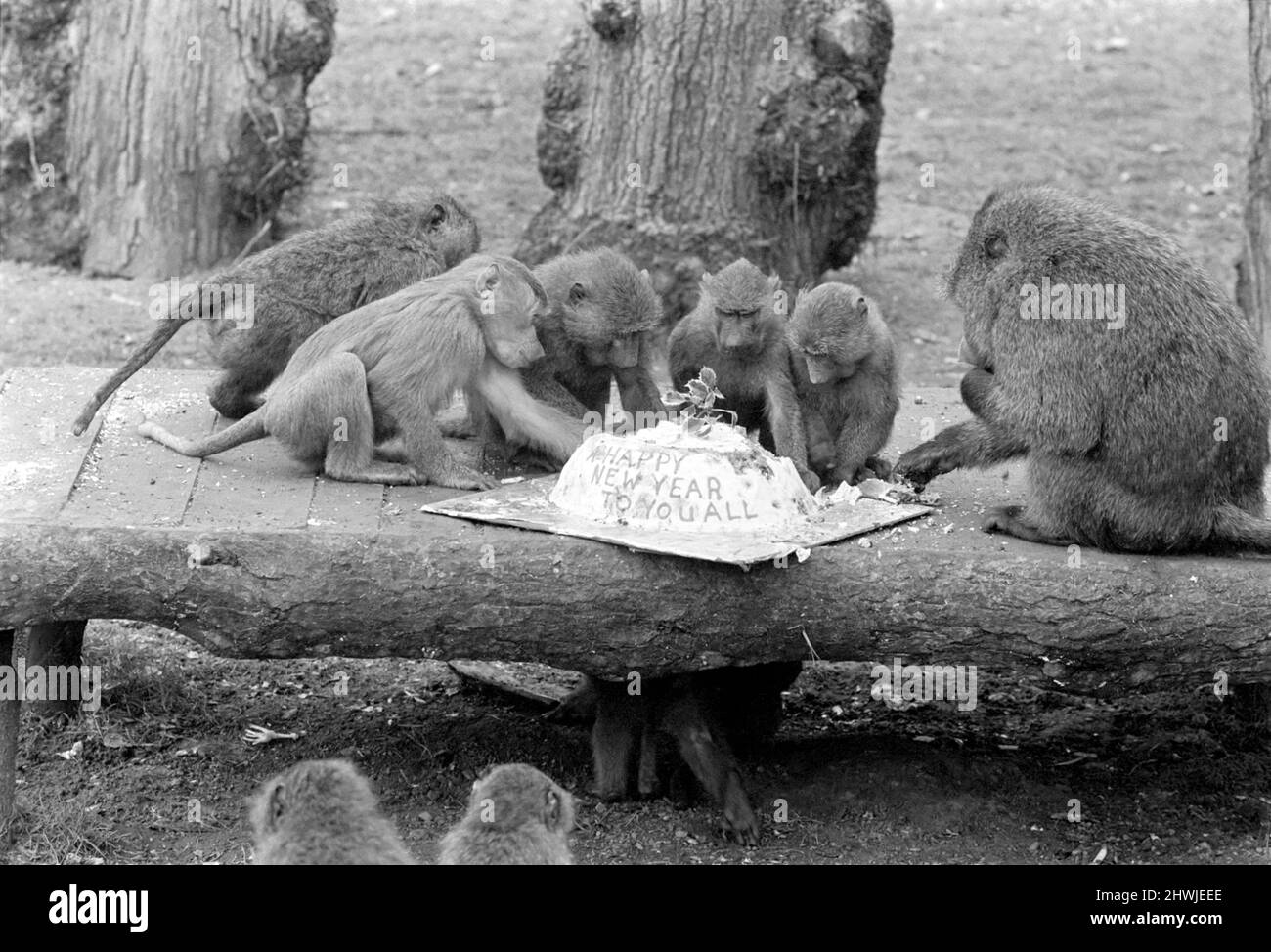 Monkey's Party: Monkeys and baboons Stock Photo - Alamy