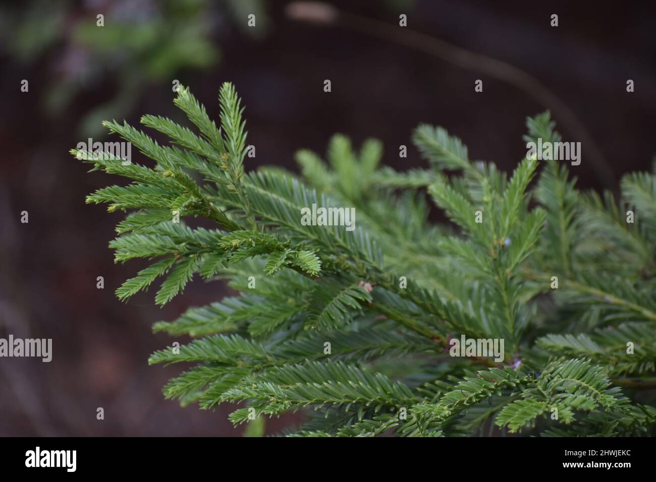 Coast redwood hi-res stock photography and images - Alamy