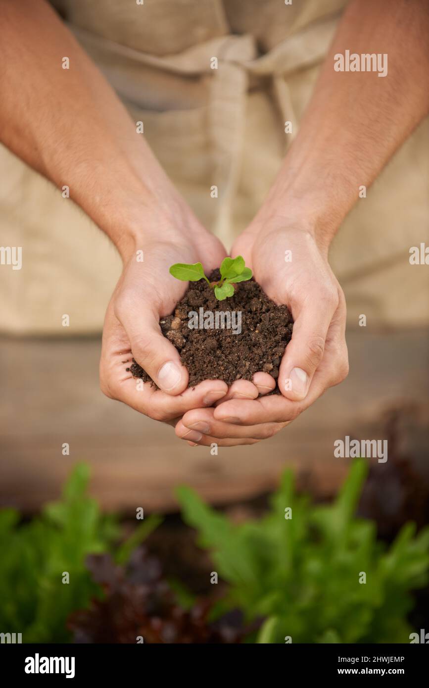Fragile seedling. Cropped closeup shot of a man cupping a small ...