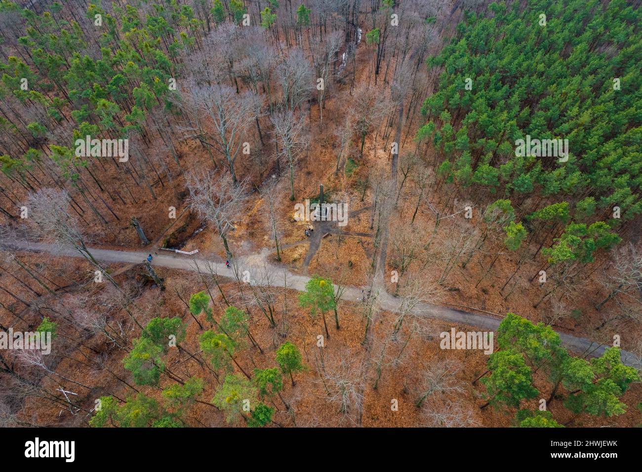 A small road in an autumn forest Stock Photo - Alamy