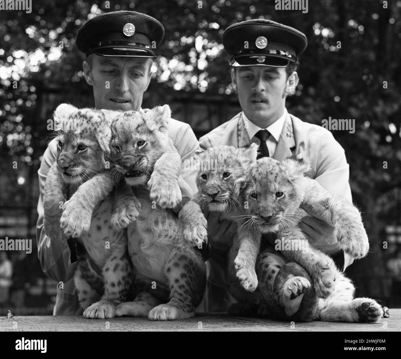 Four lion cubs, born to Kim and Singh on the 10th June 1971 met ...