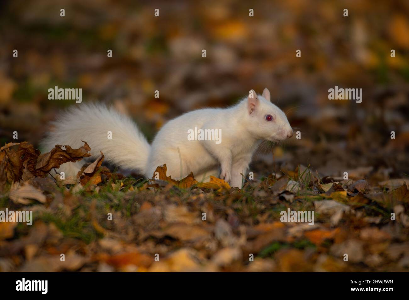A white squirrel in the trees in Olney Community Park in Olney ...