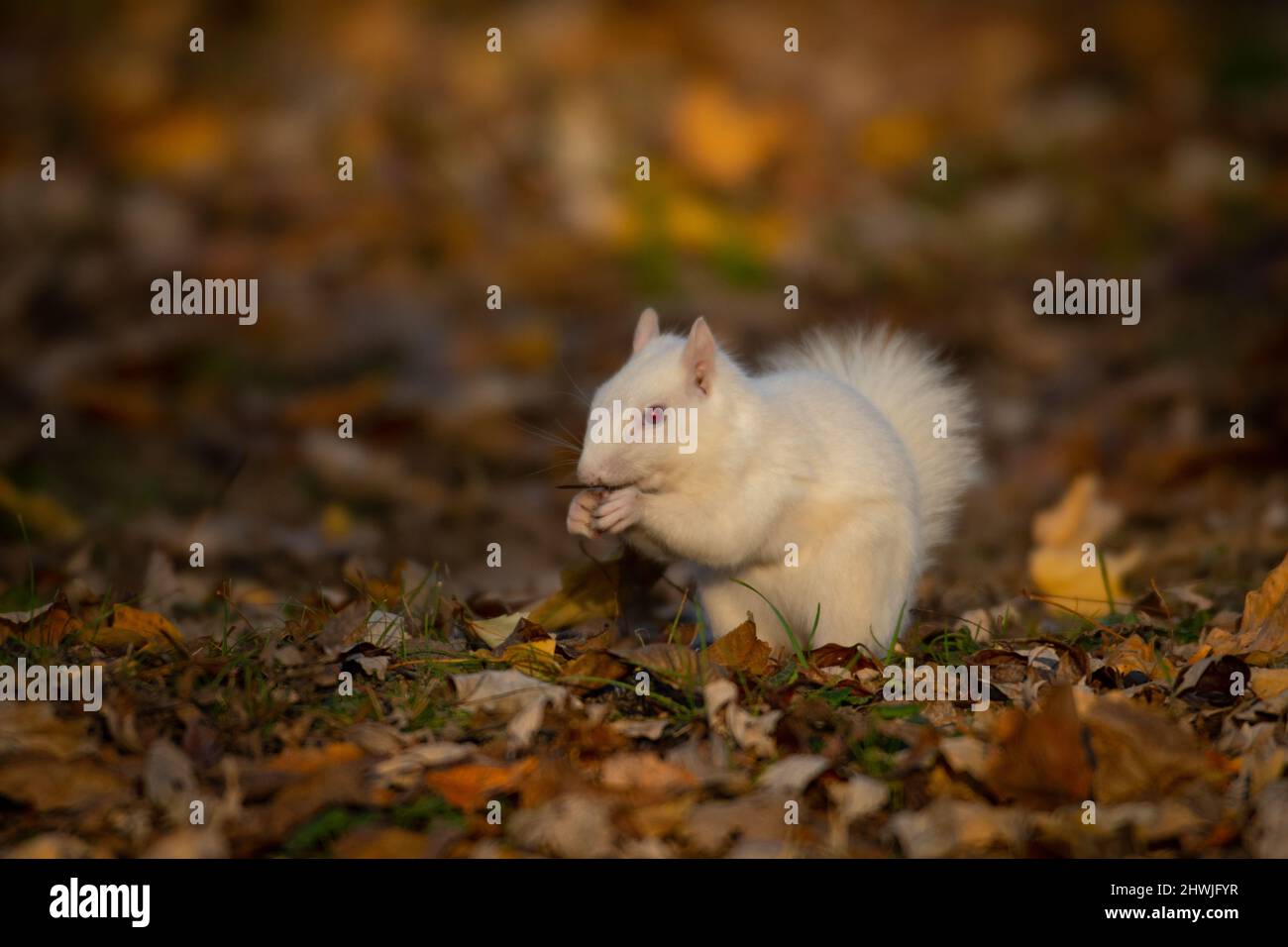 A white squirrel in the trees in Olney Community Park in Olney ...