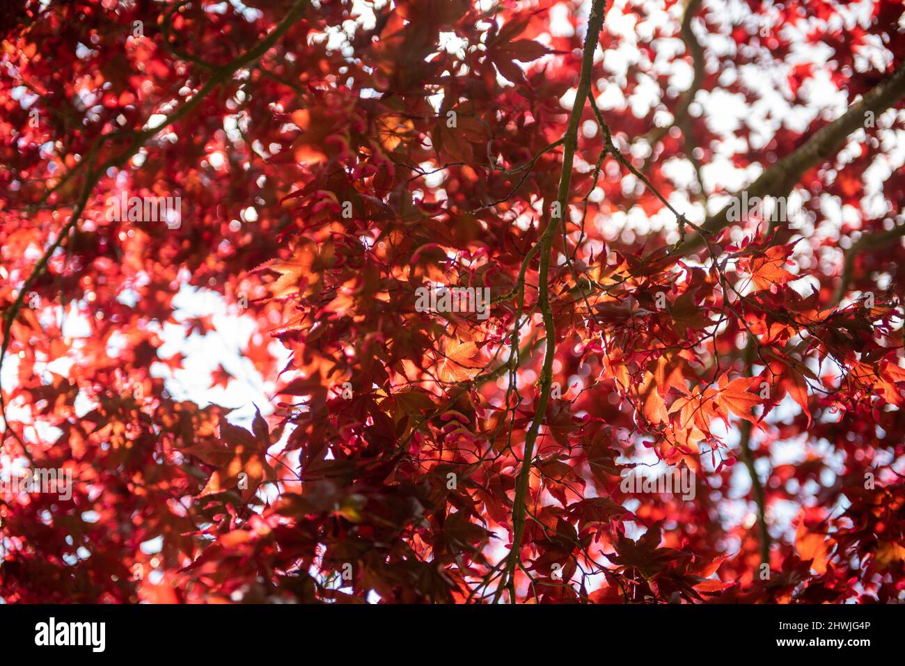 Acer trees hi-res stock photography and images - Alamy
