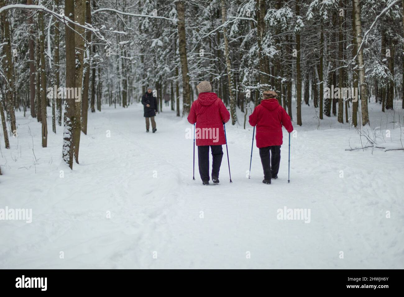 Women with walking poles in winter forest. Race walking in park in ...