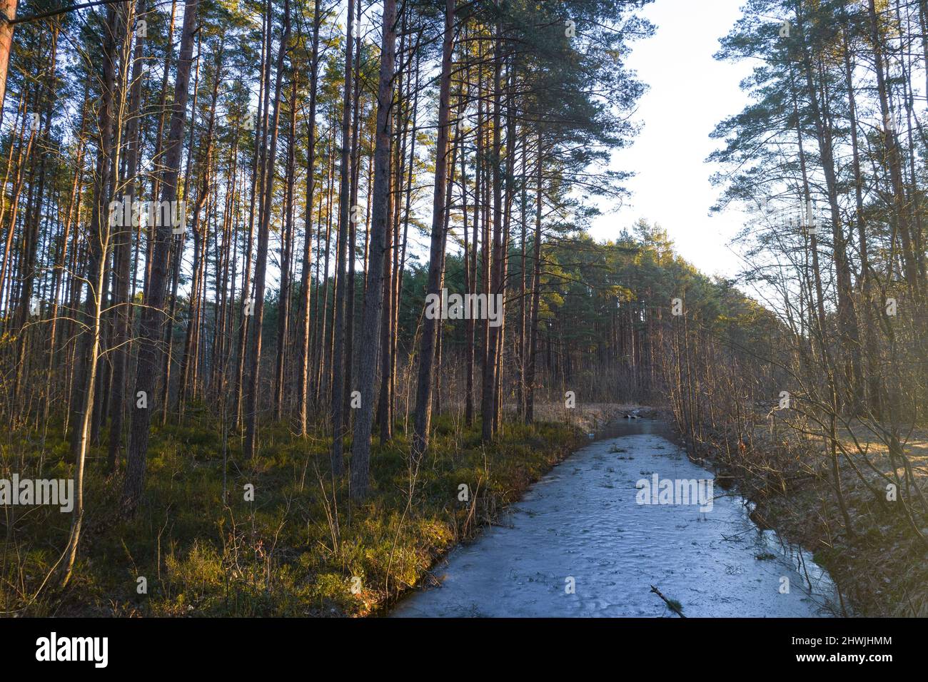 River flowing through green pine forests and spring birch groves in ...