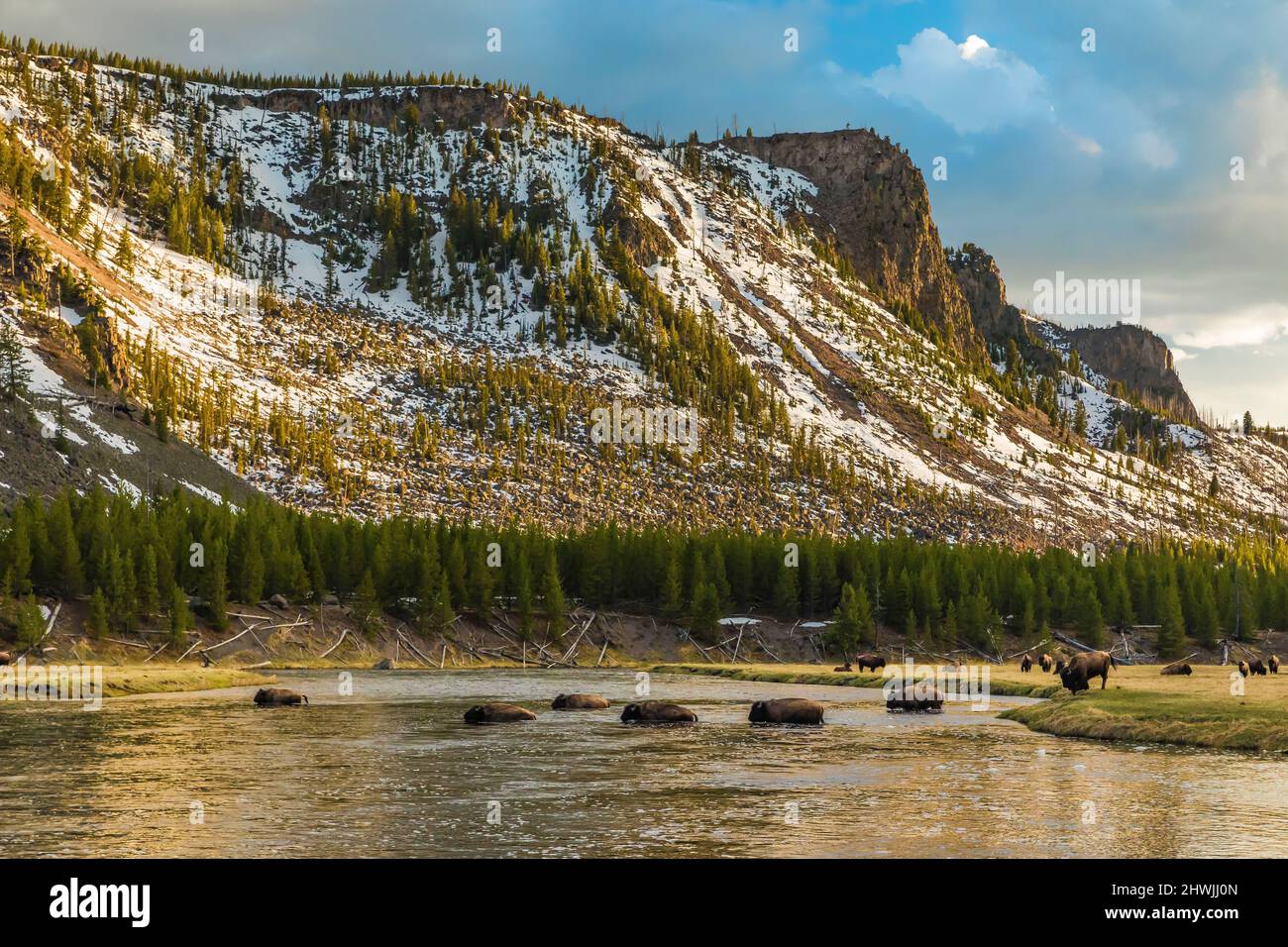 Bison, Bison bison, herd crossing the Madison River in Yellowstone ...
