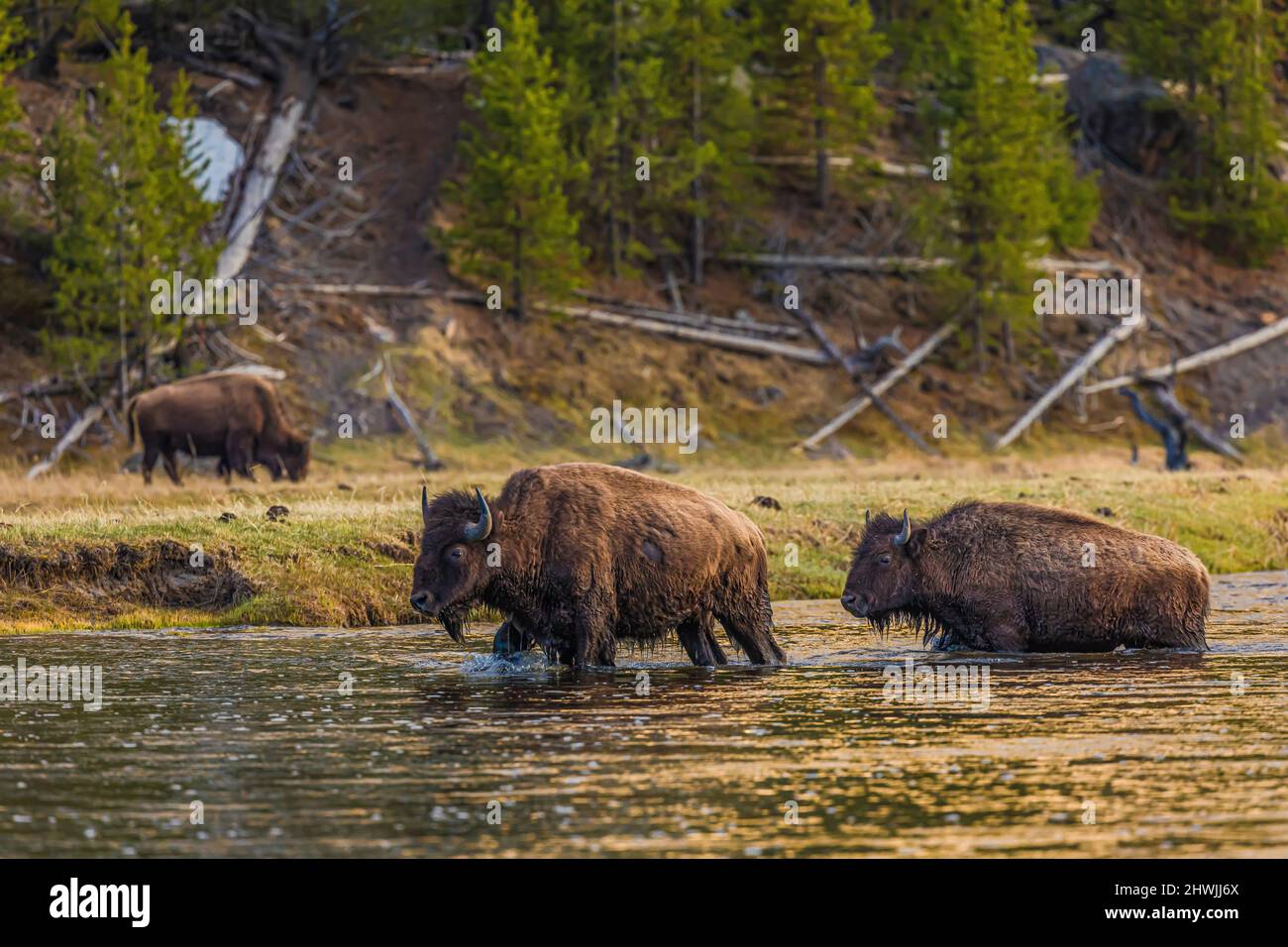 Bison, Bison bison, herd crossing the Madison River in Yellowstone ...