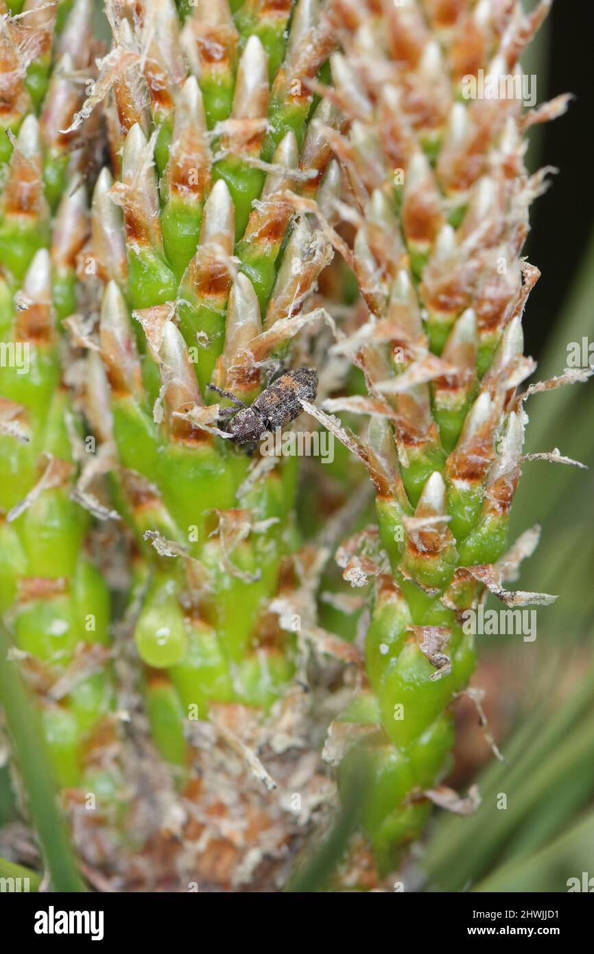 Pissodes validirostris a species of beetle in the weevils family ...