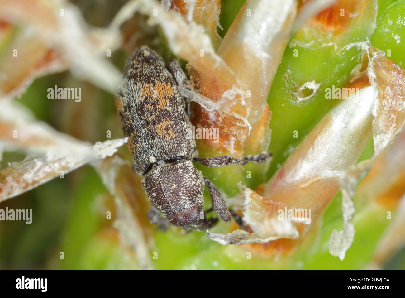 Pissodes validirostris a species of beetle in the weevils family ...