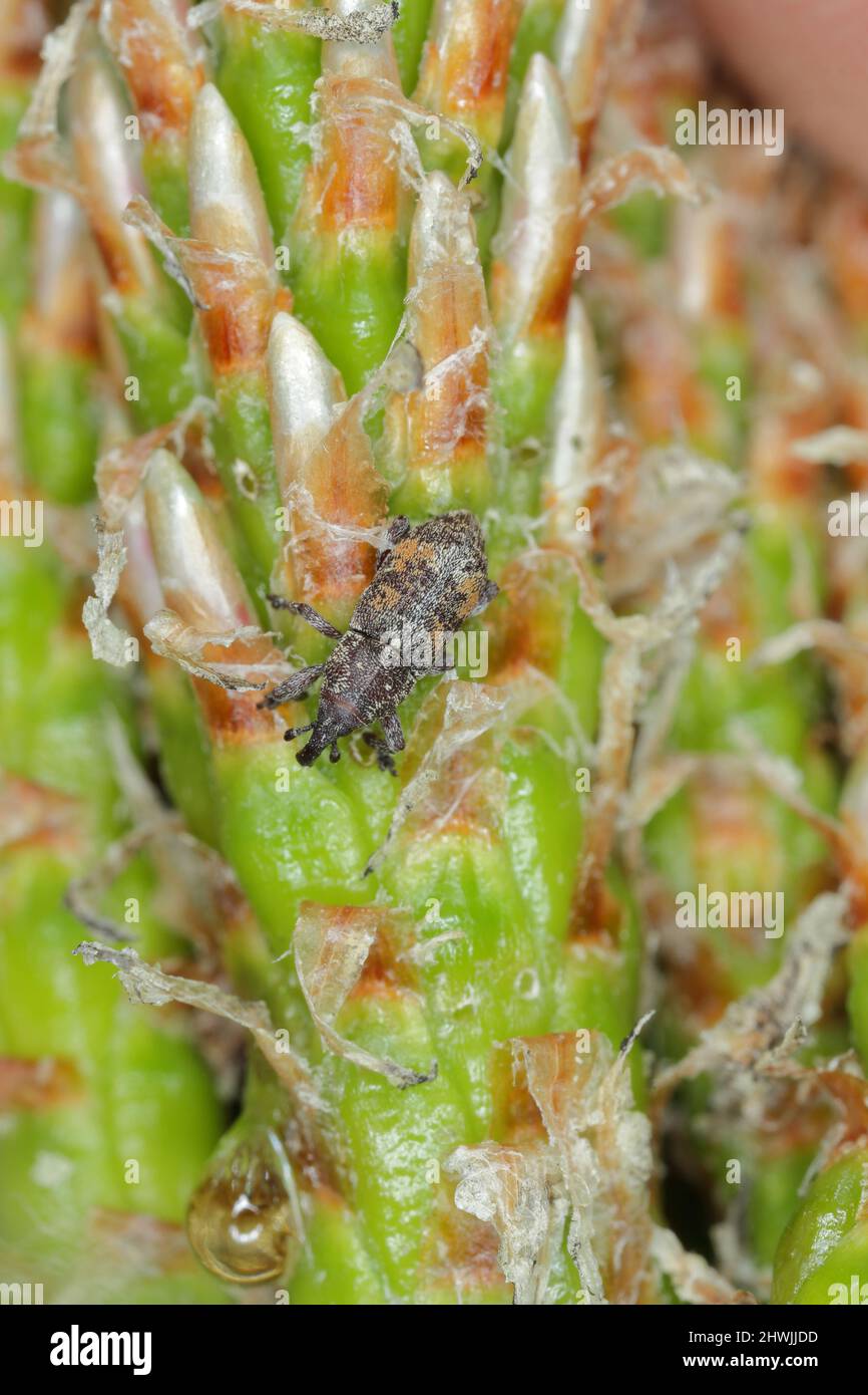 Pissodes validirostris a species of beetle in the weevils family ...