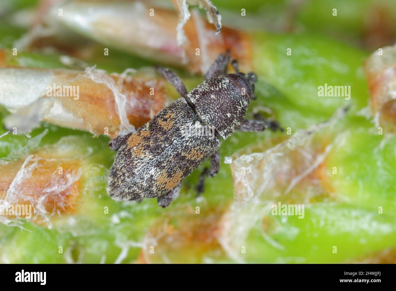 Pissodes validirostris a species of beetle in the weevils family ...