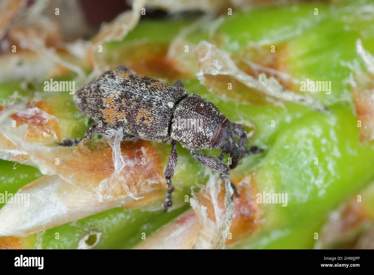 Pissodes validirostris a species of beetle in the weevils family ...