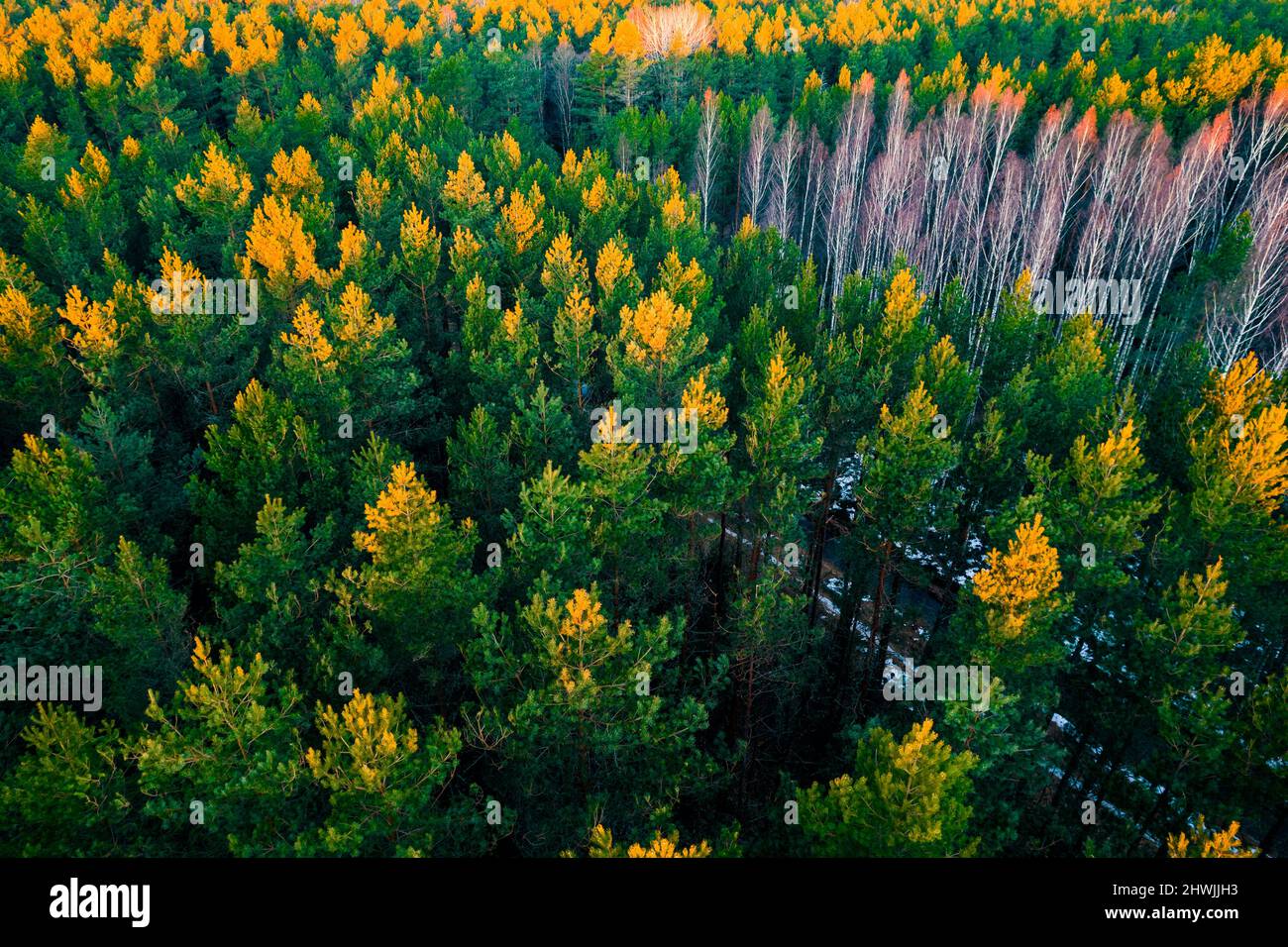 Drone aerial shot of green pine forests and spring birch groves with ...