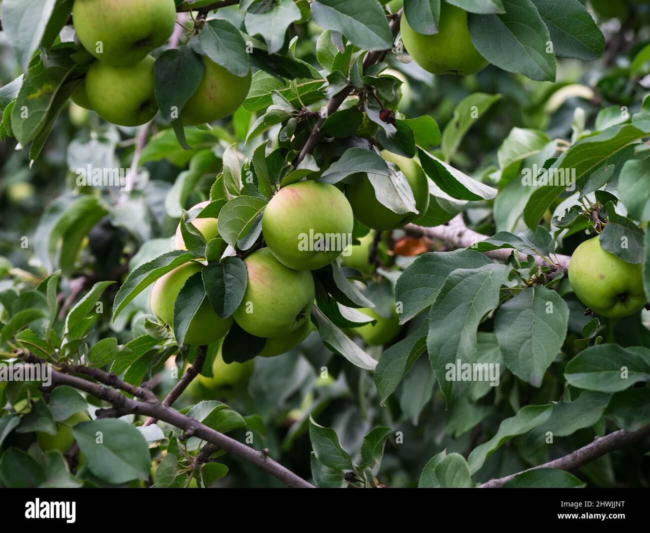 Green organic apples growing on the apple tree Stock Photo - Alamy