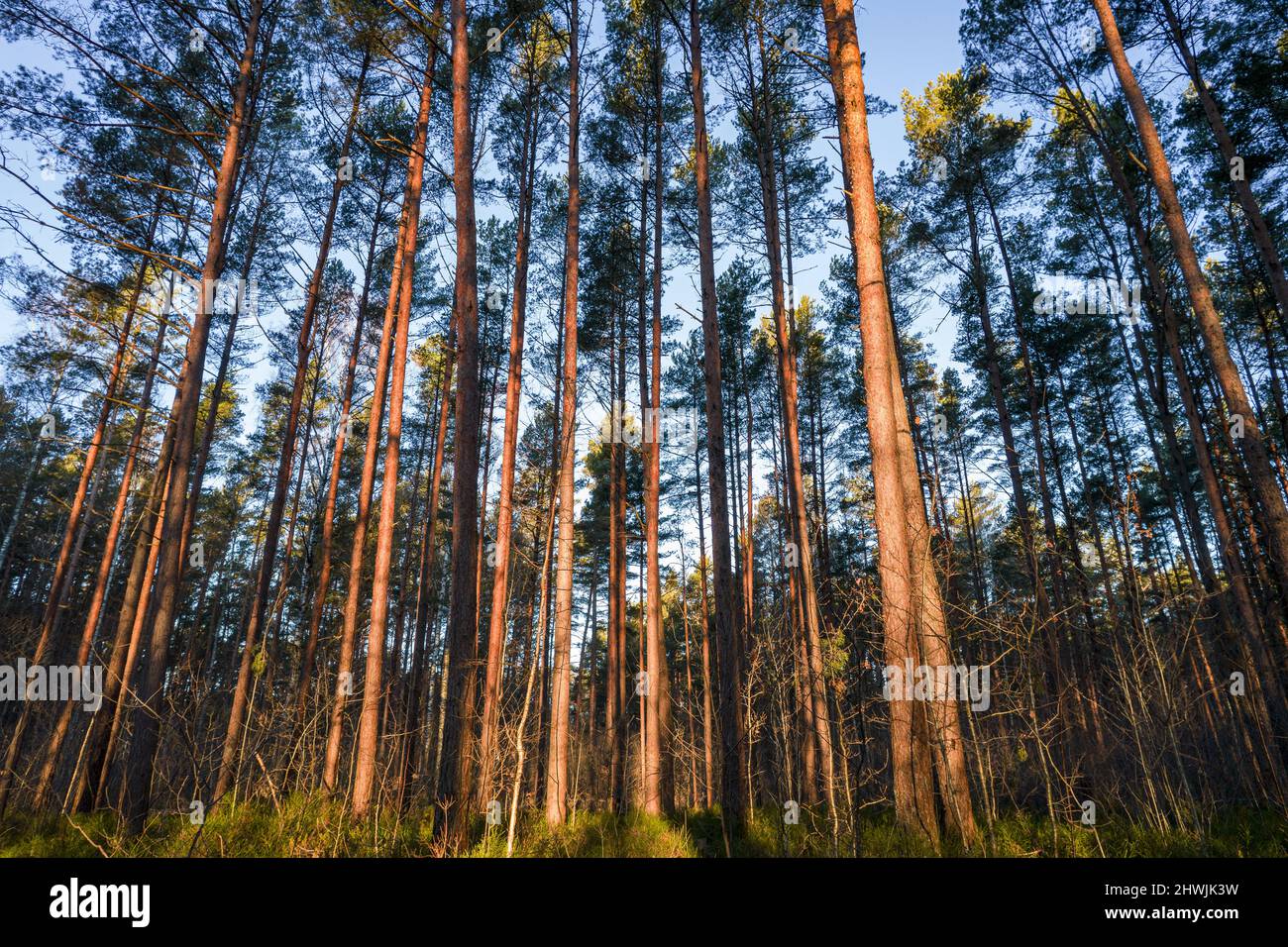 Drone aerial shot of green pine forests and spring birch groves with ...