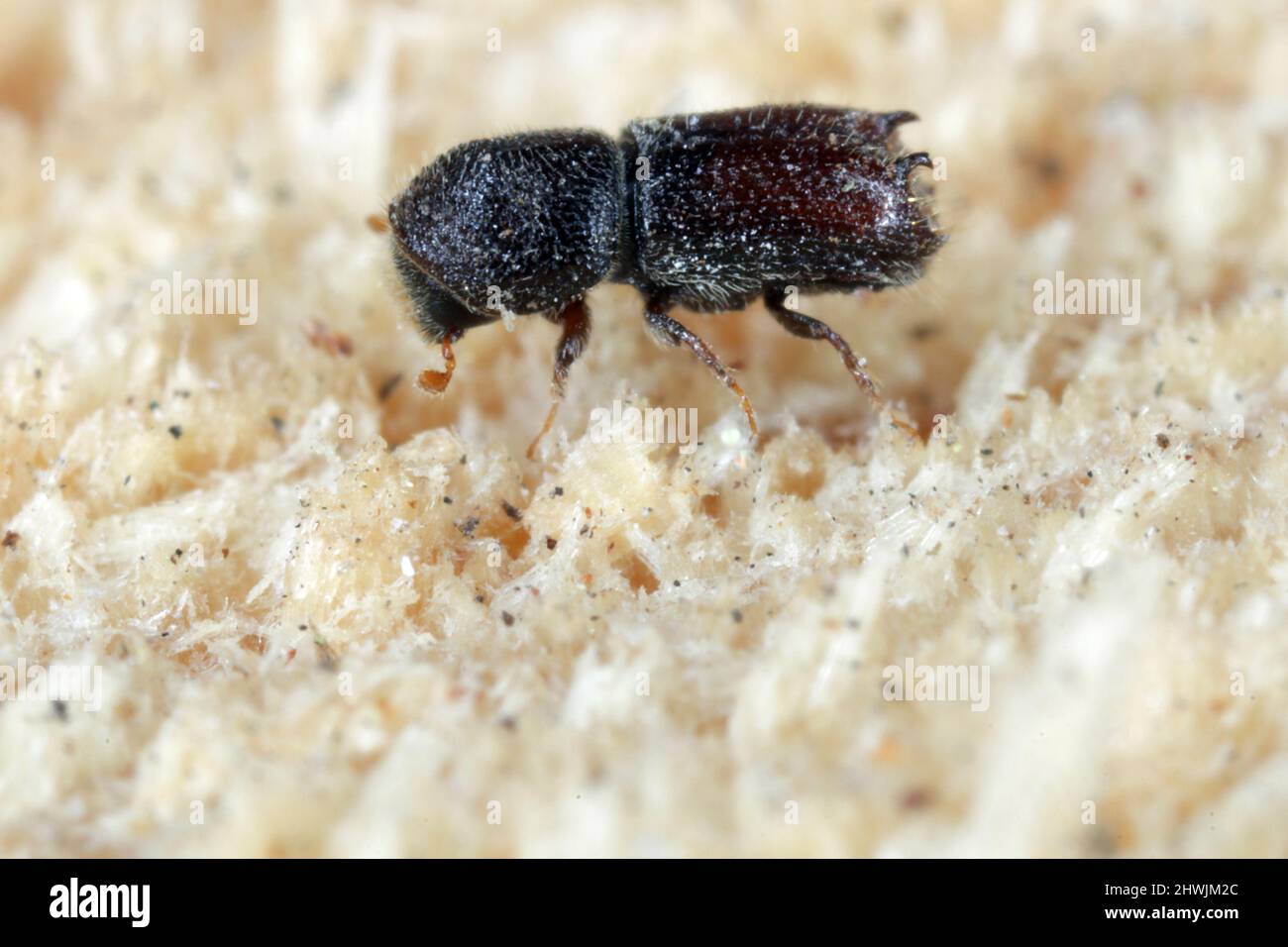 Pityogenes bidentatus hi-res stock photography and images - Alamy