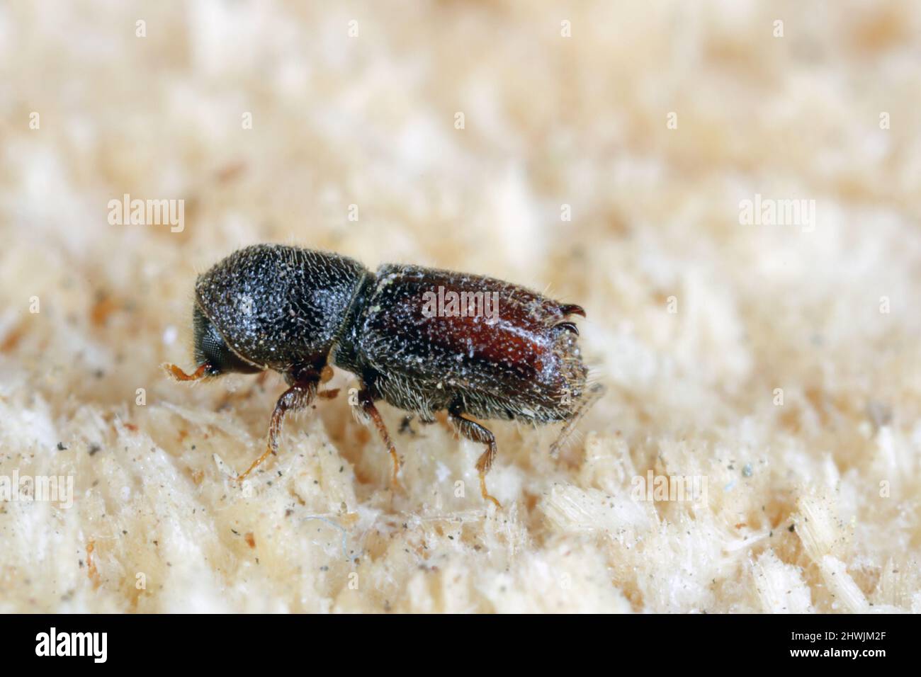 Bidentated bark beetle (Pityogenes bidentatus) is a species of bark ...