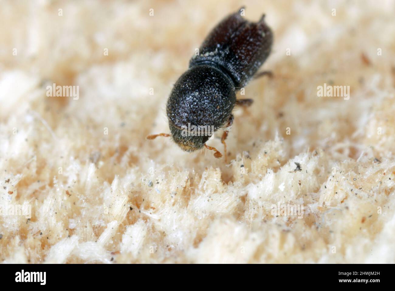 Bidentated bark beetle (Pityogenes bidentatus) is a species of bark ...