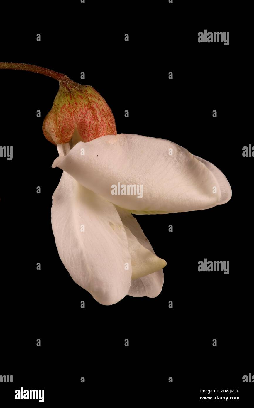 Papilionaceous corolla hi-res stock photography and images - Alamy