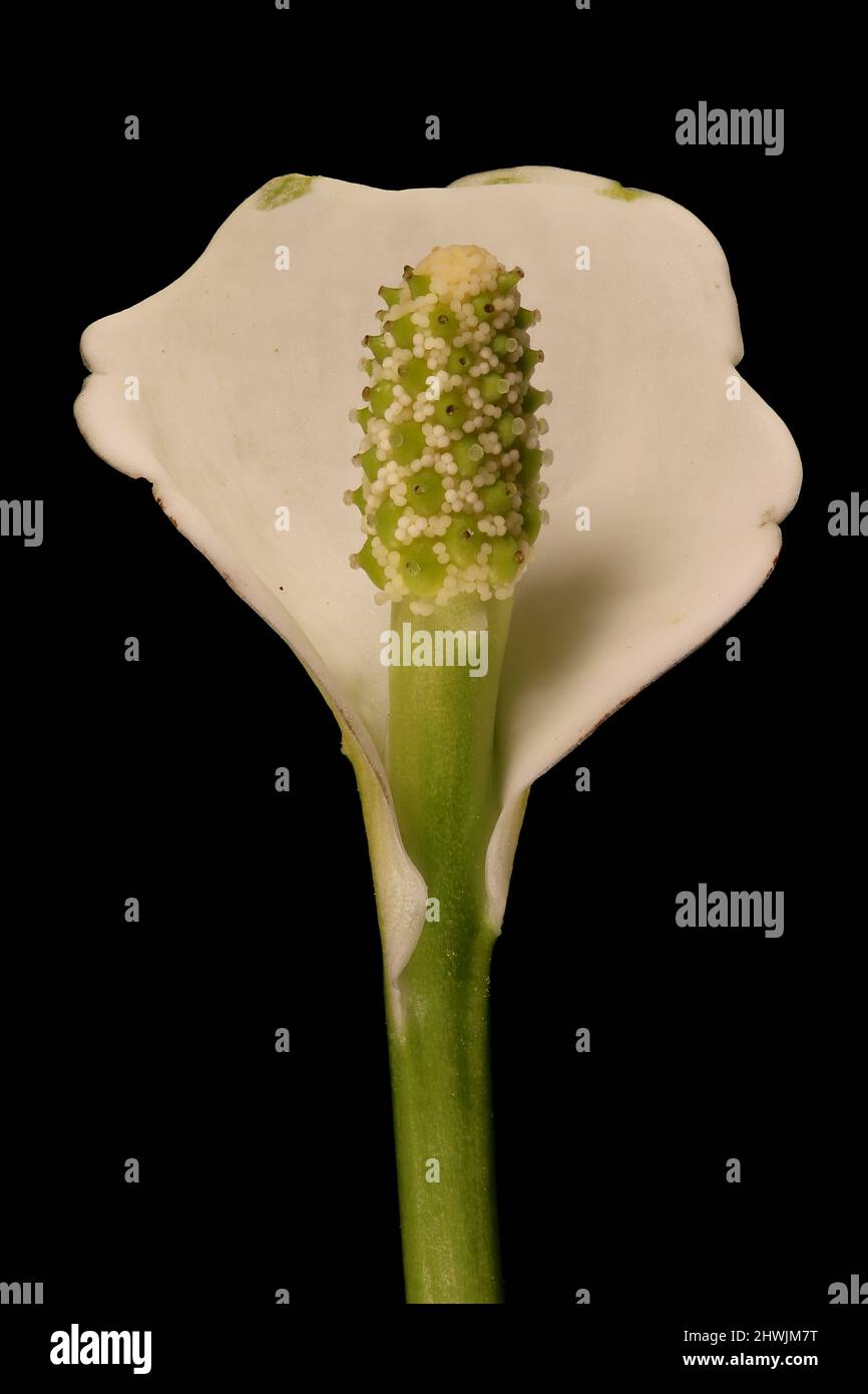 Bog Arum (Calla palustris). Inflorescence Closeup Stock Photo - Alamy